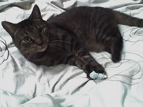 Ravelry: Crocheted Ruffle Cat Toy pattern by Rebecca A. Conner