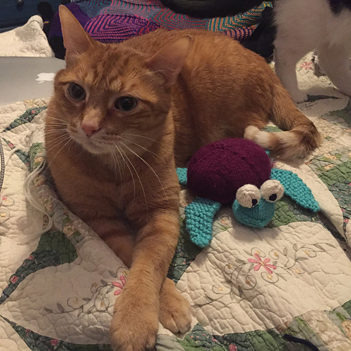 Ravelry: Duuuude the Sea Turtle pattern by cheezombie