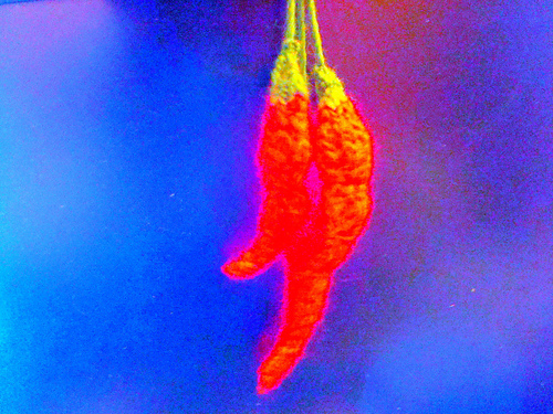 Ravelry: Red HOT HOT HOT Chili Peppers pattern by ADHD Knitting