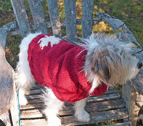 Ravelry: Maple Leaf dog sweater pattern by Paula Tapestry