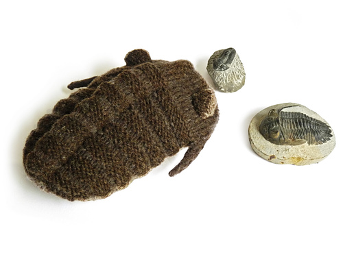 Ravelry: Trilobite pattern by Mimi Codd