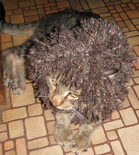 Ravelry: Cat's Mane pattern by Mer Almagro