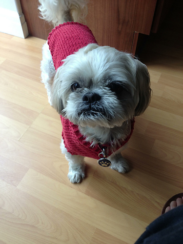 Ravelry: Pug Dog Sweater pattern by Angelcatkins (Elizabeth Scott) Designs