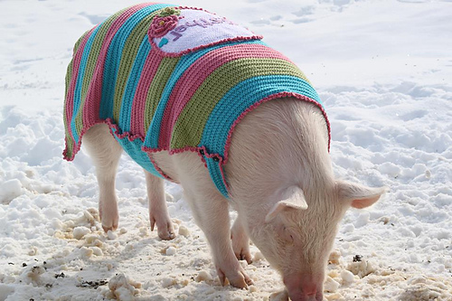 Ravelry: Pig Coat pattern by Jackie Laing