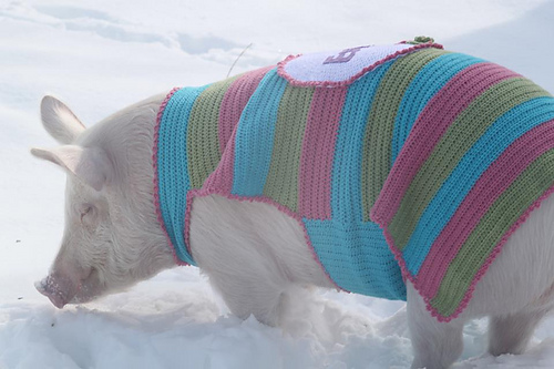 Ravelry: Pig Coat pattern by Jackie Laing