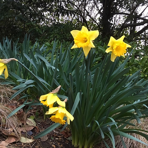Ravelry: Daffodil Hunter Shawl pattern by Anna Granta