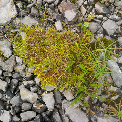 Ravelry: Twining Vines Stole pattern by Janelle Martin