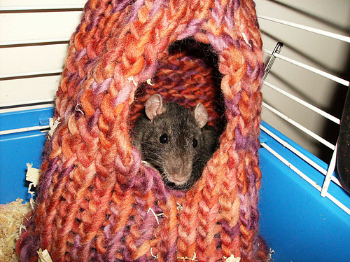 Ravelry: Loomed Rat / Hamster Snuggly pattern by Susie Gourlay