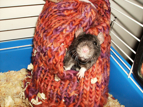 Ravelry: Loomed Rat / Hamster Snuggly pattern by Susie Gourlay