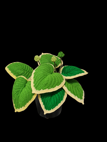 Ravelry: Crochet Hosta plant pattern by T Jaik