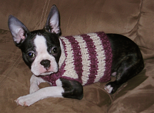 Ravelry: Need for Tweed Dog Sweater pattern by Shiri Mor