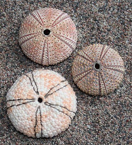 Ravelry: Sea Urchins pattern by CAROcreated design