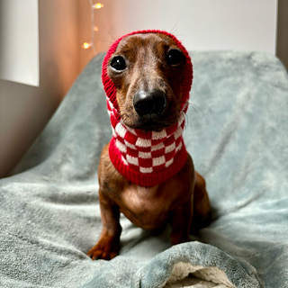 Ravelry: CalicoRadioKnits' Red checkered dog snood