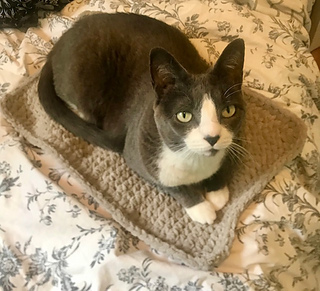 Ravelry: Easy Cat Comfort Mat pattern by Pam Carr