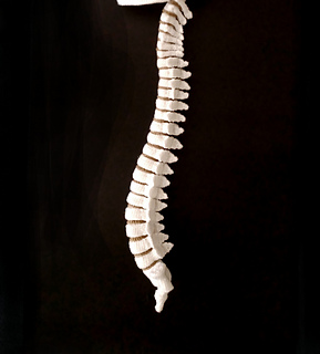 Ravelry: Human Spine pattern by Casey Sellers