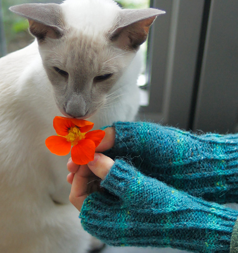 Ravelry: Everyday pattern by Cello Knits