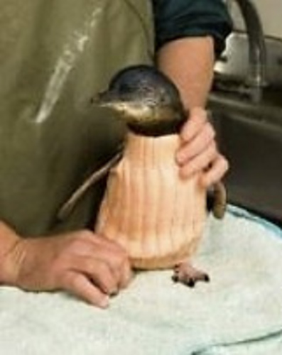 Ravelry: Little Penguin Crocheted Jumpers pattern by Phillip Island ...