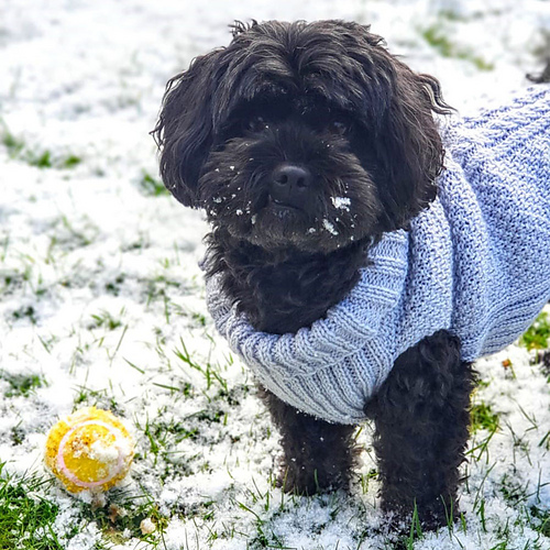 Ravelry: Cabled Dog Jumper pattern by Jenny Watson