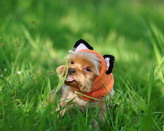 Ravelry: Funny snood for dog (fox) pattern by Viktoriia Petrova