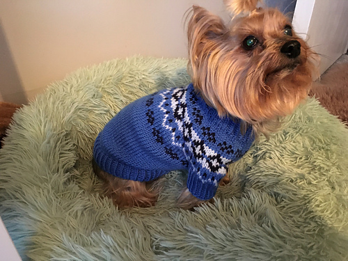 Ravelry: Yoke Dog Sweater pattern by Dotty Patterns