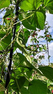 Ravelry: EllyMayy's Runner Bean - support arch