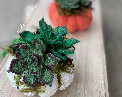 Ravelry: Succulent Topped Pumpkins pattern by Leticia Lebron