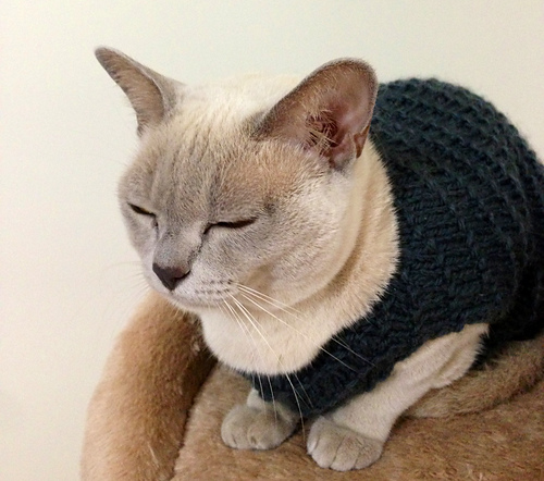 Ravelry: Ultimate Cat Jumper pattern by Mandy Cilento