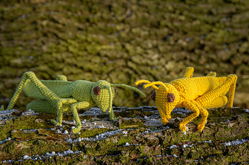 Ravelry: Grasshopper pattern by Kate Gerrits