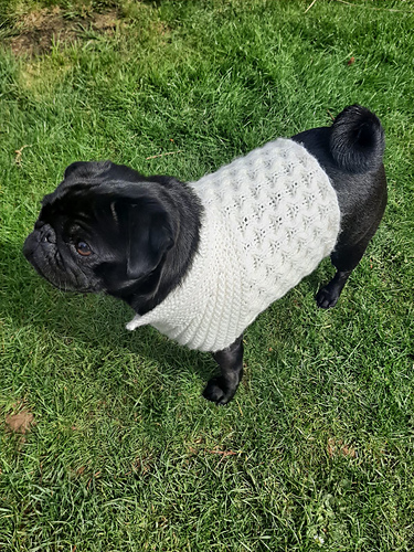 Ravelry: Violet's Pug Jumper pattern by Gillian Buckerfield