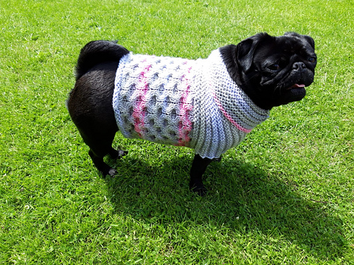 Ravelry: Violet's Pug Jumper pattern by Gillian Buckerfield