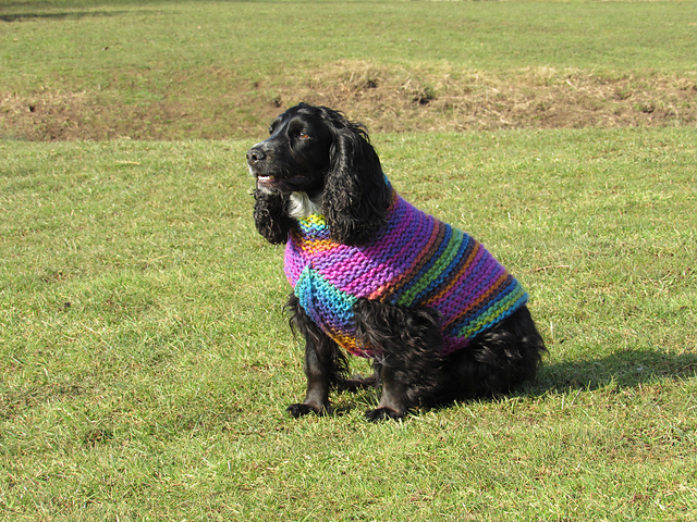 Ravelry: Fred's Chunky Dog Jumper pattern by Gillian Buckerfield