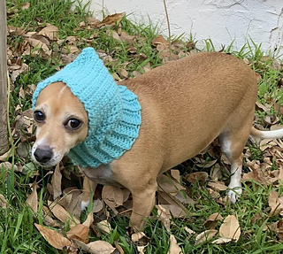 Ravelry: Tea Cup Dog Hood pattern by Hello Gabby