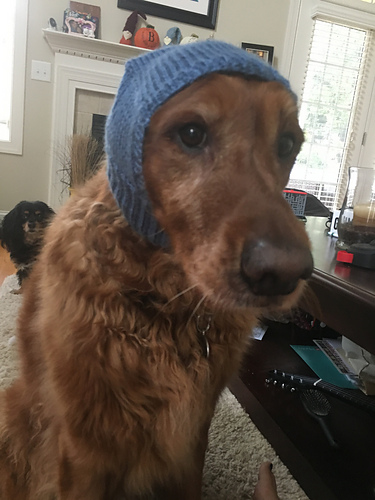 Ravelry: Dog Hood pattern by Alanna Palma