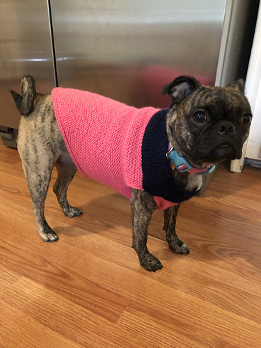 Ravelry: Cute Dog Sweater (4 sizes) pattern by Kristina Kavaliauskiene
