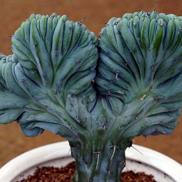 Ravelry: Ilovepearls' Blue Crest Cactus Cowl