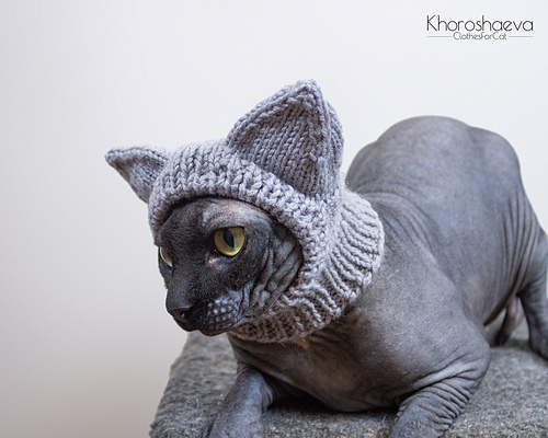 Ravelry: Winter Hat for cat pattern by Irina Khoroshaeva