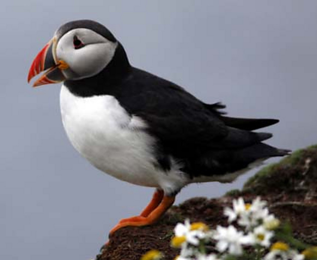 Ravelry: JConklin's Huffin Puffin