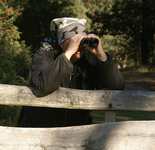 Ravelry: Bird Watcher's Hat pattern by Janet Hof