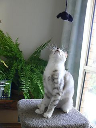 Ravelry: Bat cat toy pattern by Jazmo Tennant