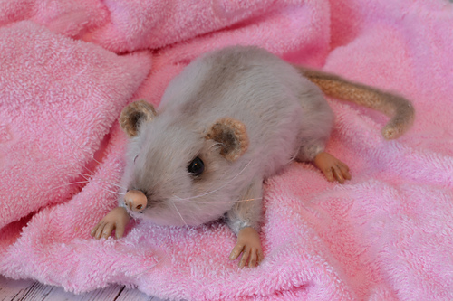 Ravelry: 206 Cute Little Rat pattern by LittleOwlsHut