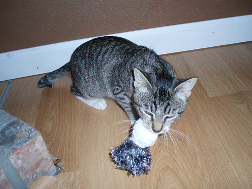 Ravelry: Cat Fish Combo pattern by Emily Griffin