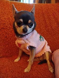 Ravelry: Pull Rosemary pour petit chien pattern by LSB