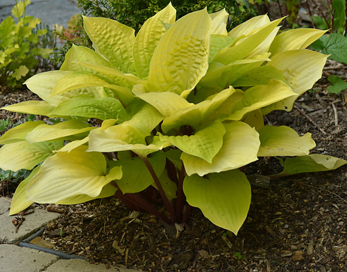 Ravelry: Fire Island pattern by Linda Choo