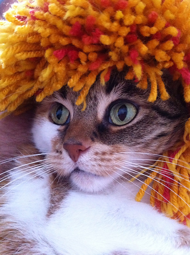 Ravelry: Cat's Mane pattern by Mer Almagro