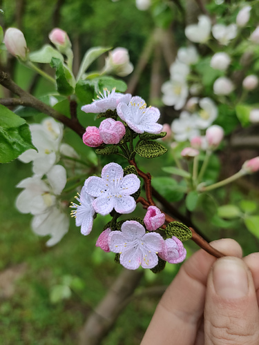 Ravelry: Apple Blossom pattern by Lychette Crochet Nature