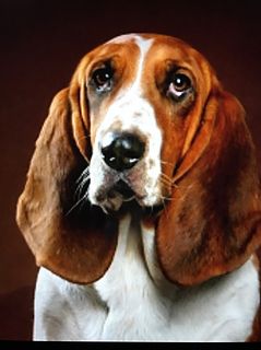 Ravelry: Mamamusca's C2C hound dog