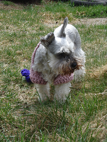 Ravelry: Doggie Shrug pattern by Molly Mahoney (Mollymade)