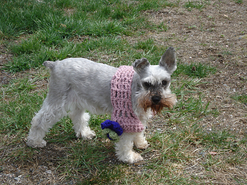 Ravelry: Doggie Shrug pattern by Molly Mahoney (Mollymade)