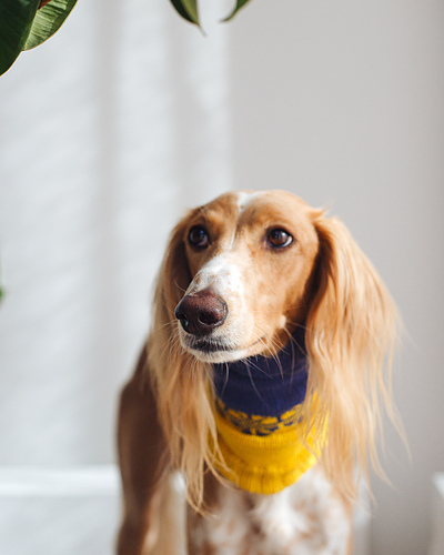 Ravelry: Ukraine support Sunflower dog snood pattern by Mio, my Dog