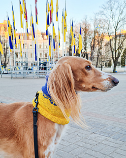 Ravelry: Ukraine support Sunflower dog snood pattern by Spīgana Spektore